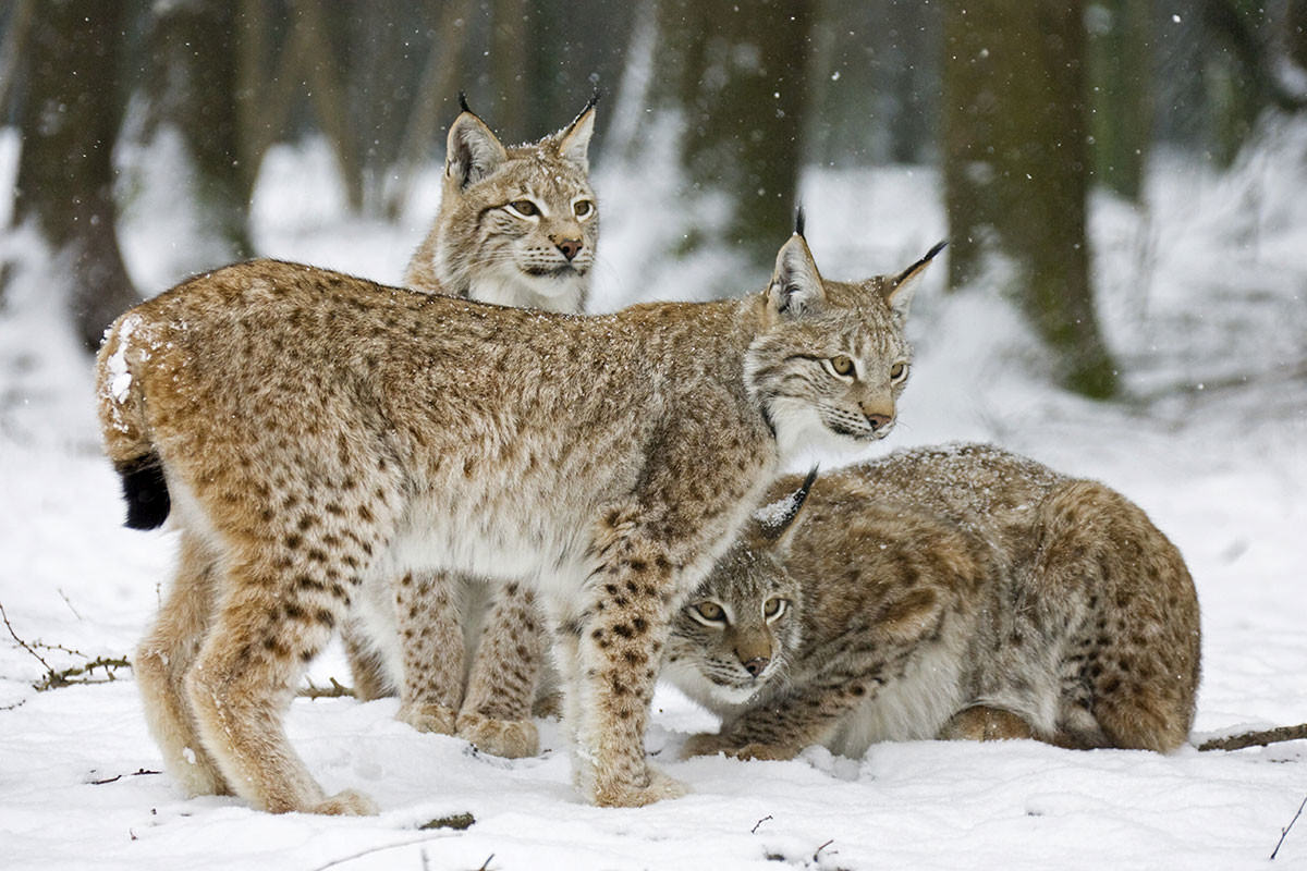 La lince europea | Caratteristiche e Abitudini | Vitamine Web
